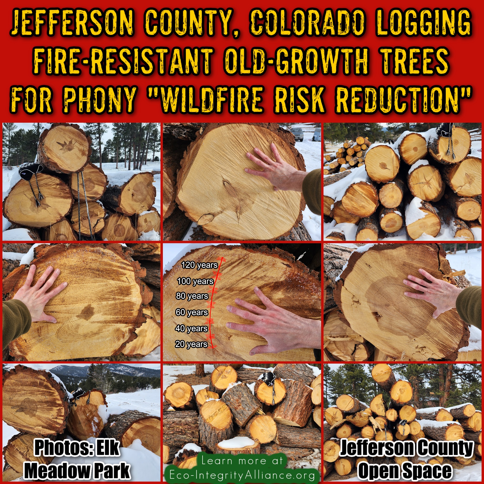 Jefferson County, Colorado Logging Old-Growth Trees for Contested ...