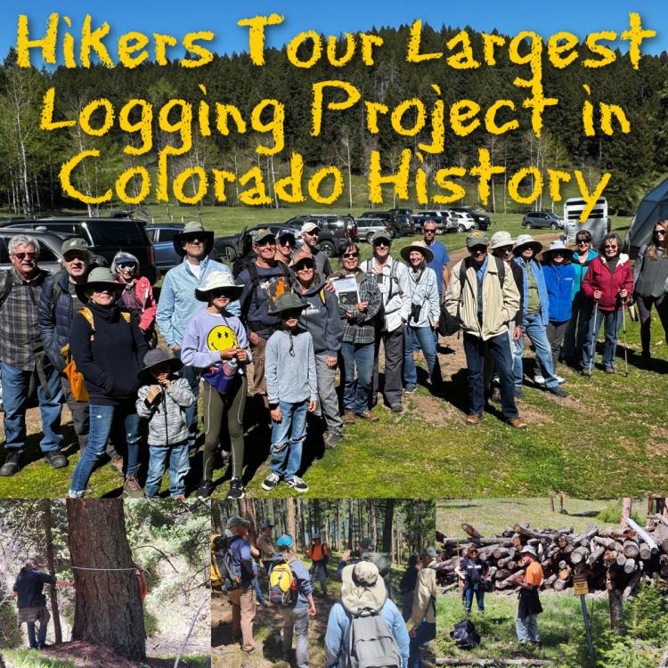 Hikers Tour Largest Logging Project in Colorado History – Eco-Integrity ...
