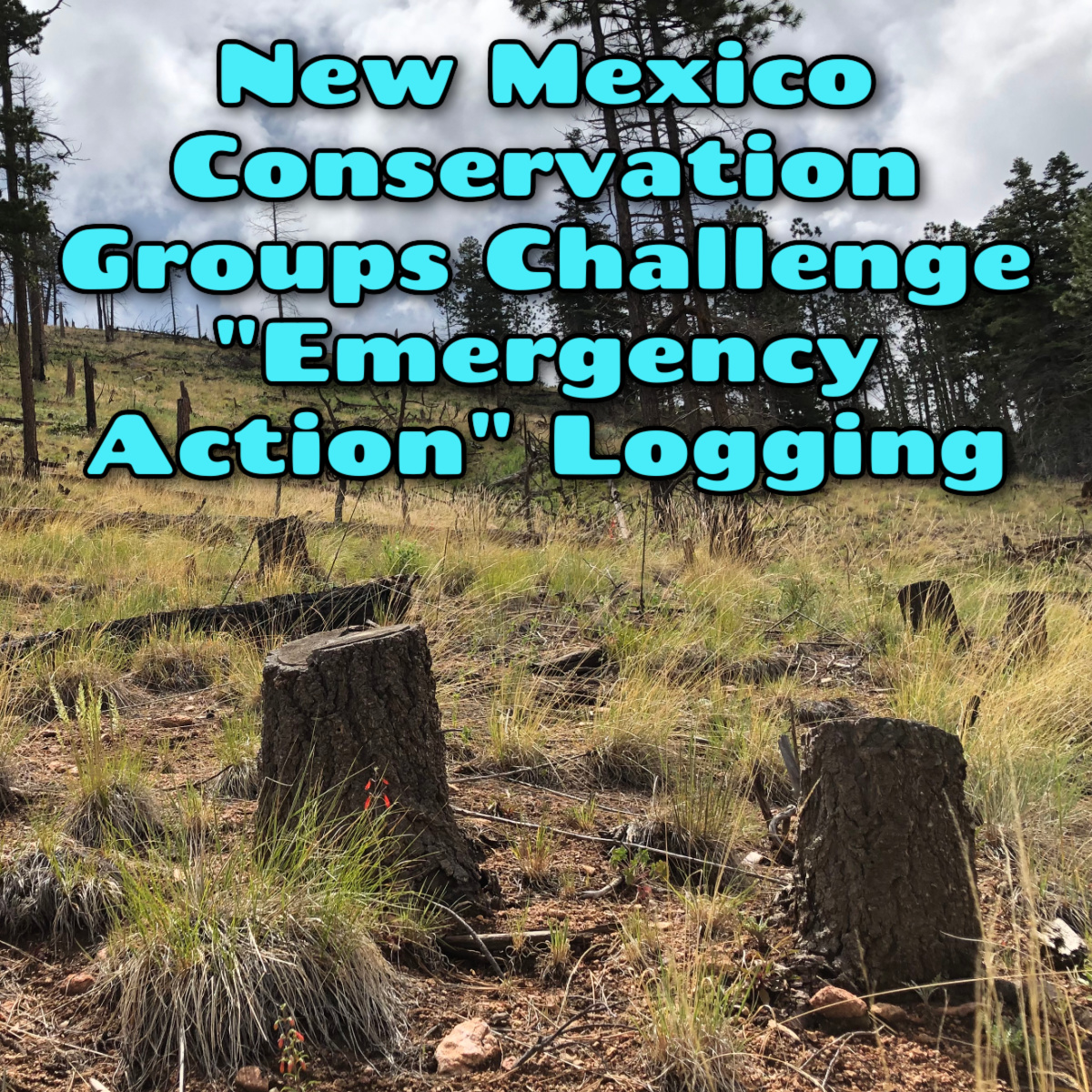 New Mexico Conservation Groups Challenge “Emergency Action” Logging in ...