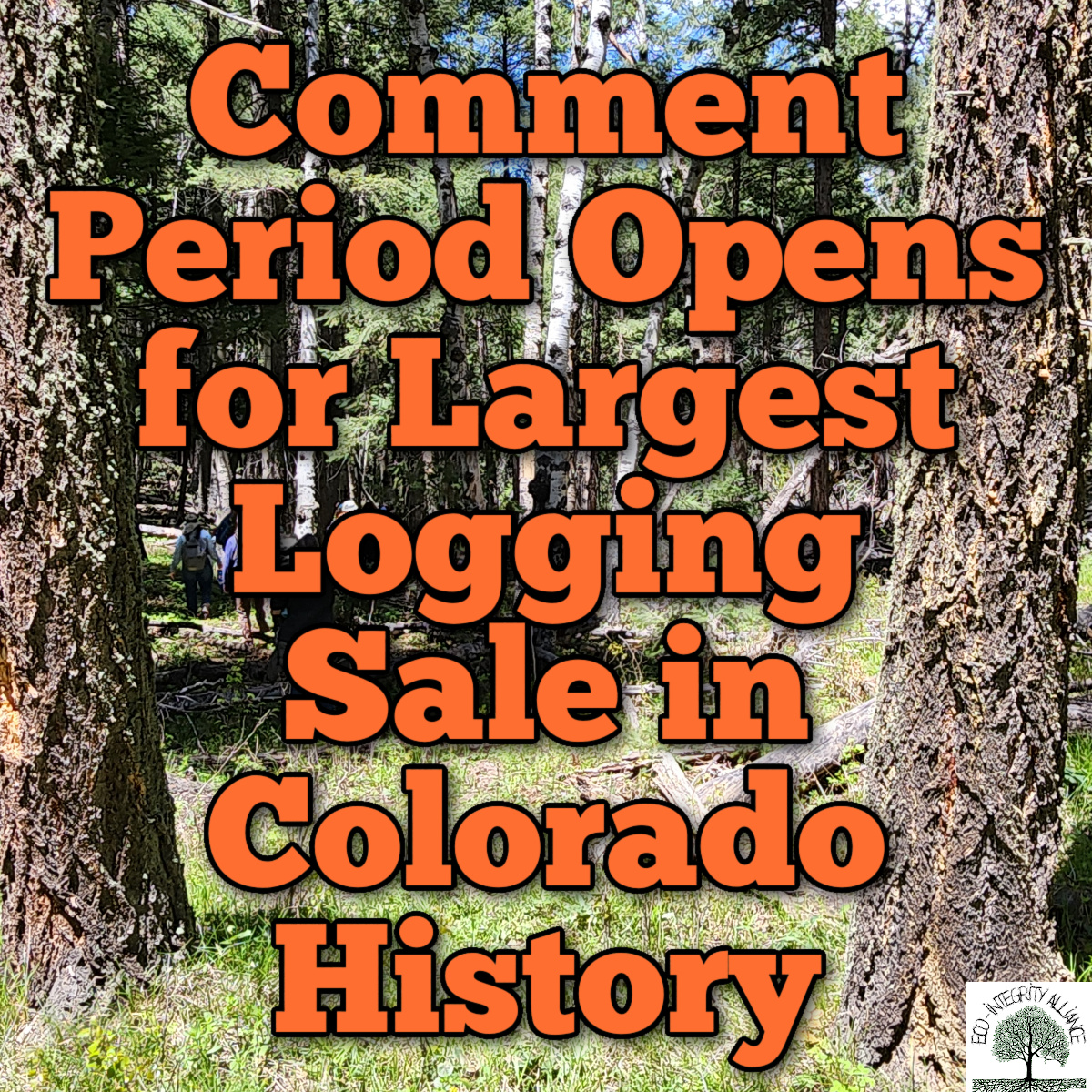 Comment Period Opens for Largest Logging Sale in Colorado History – Eco ...