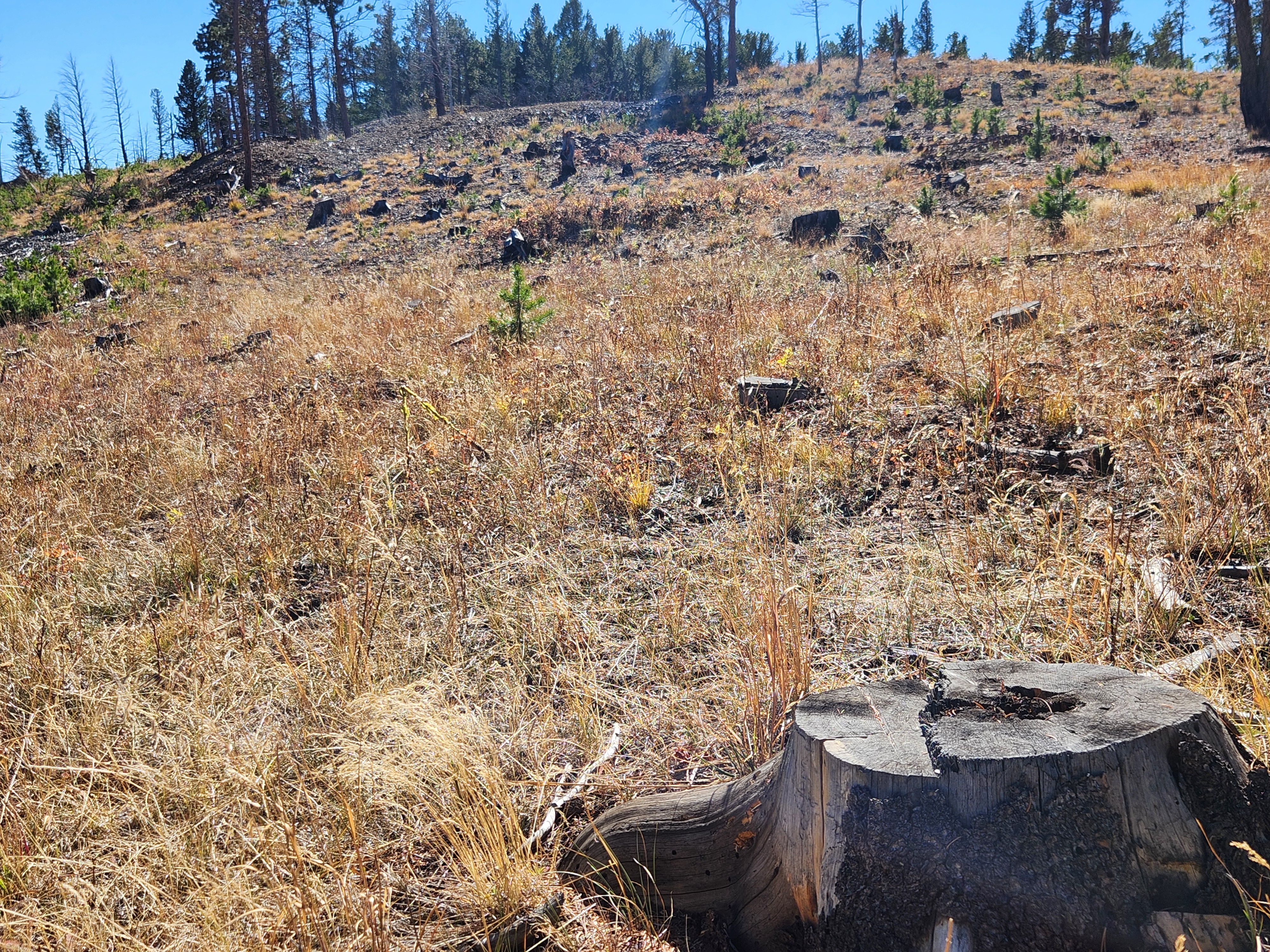 Evidence from U.S. Forest Service Study: Forest “Thinned” for “Fuel ...