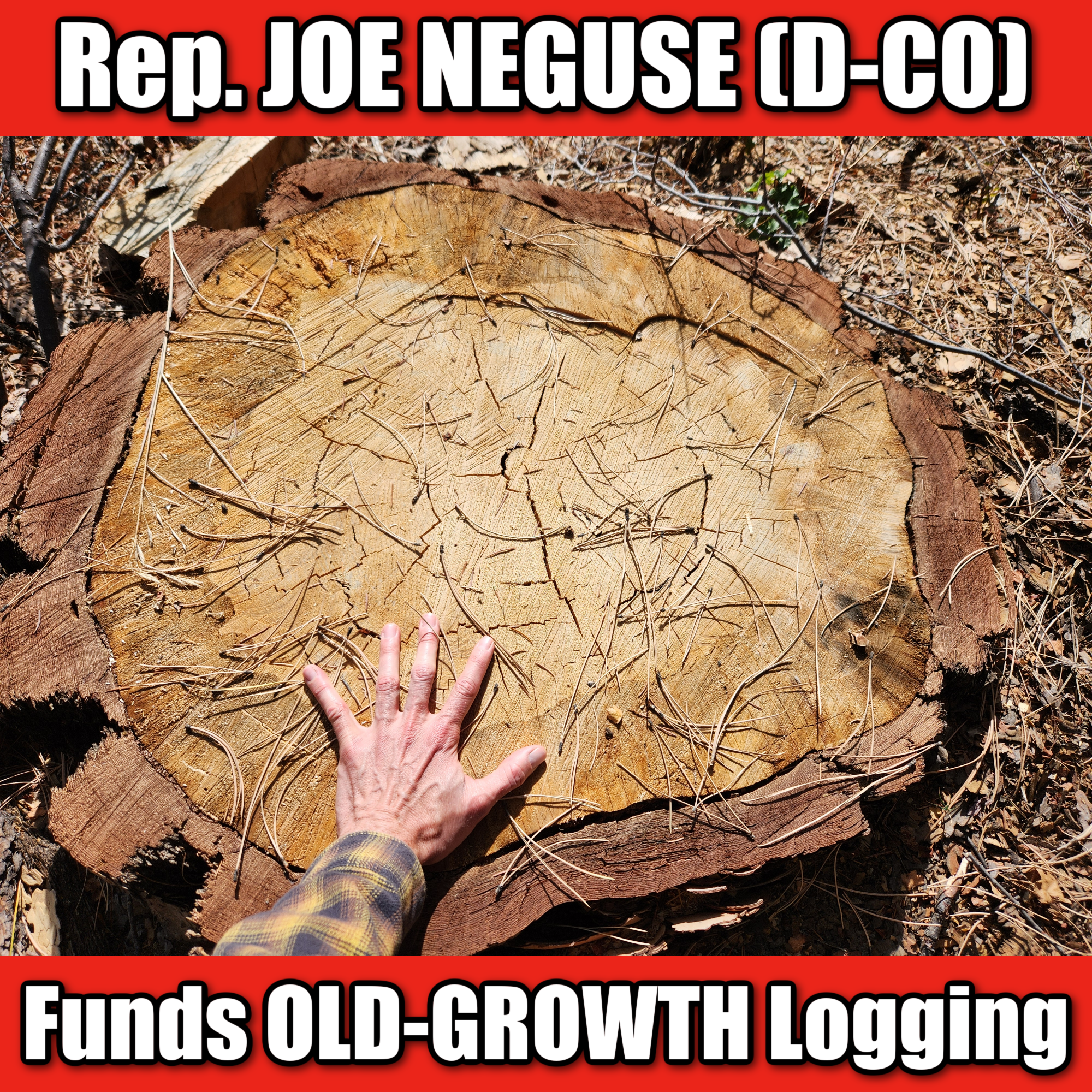 Grant from U.S. Rep. Joe Neguse (D-CO) Funds Old-Growth Logging – Eco ...