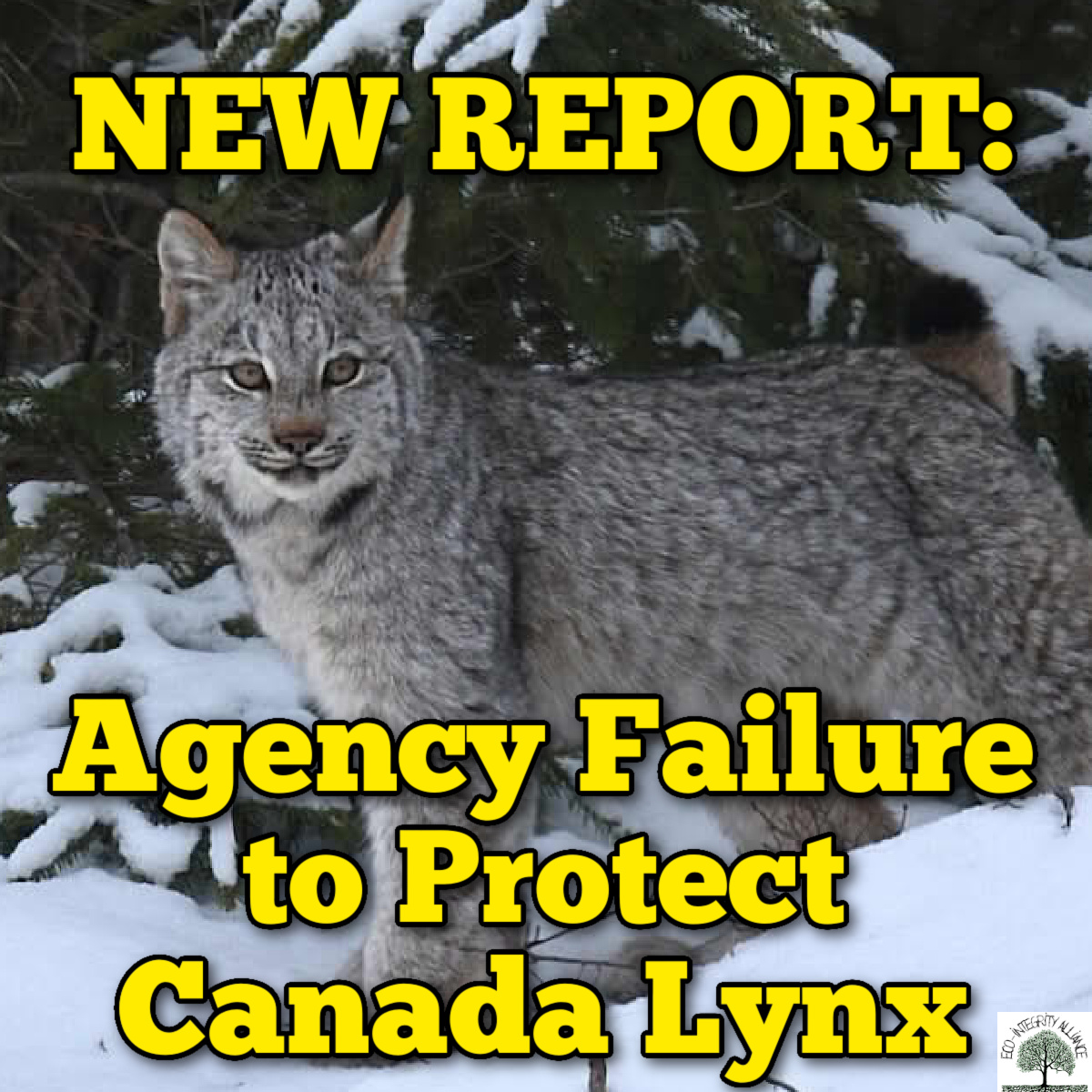 New Report on Agency Failure to Protect Canada Lynx – Eco-Integrity ...